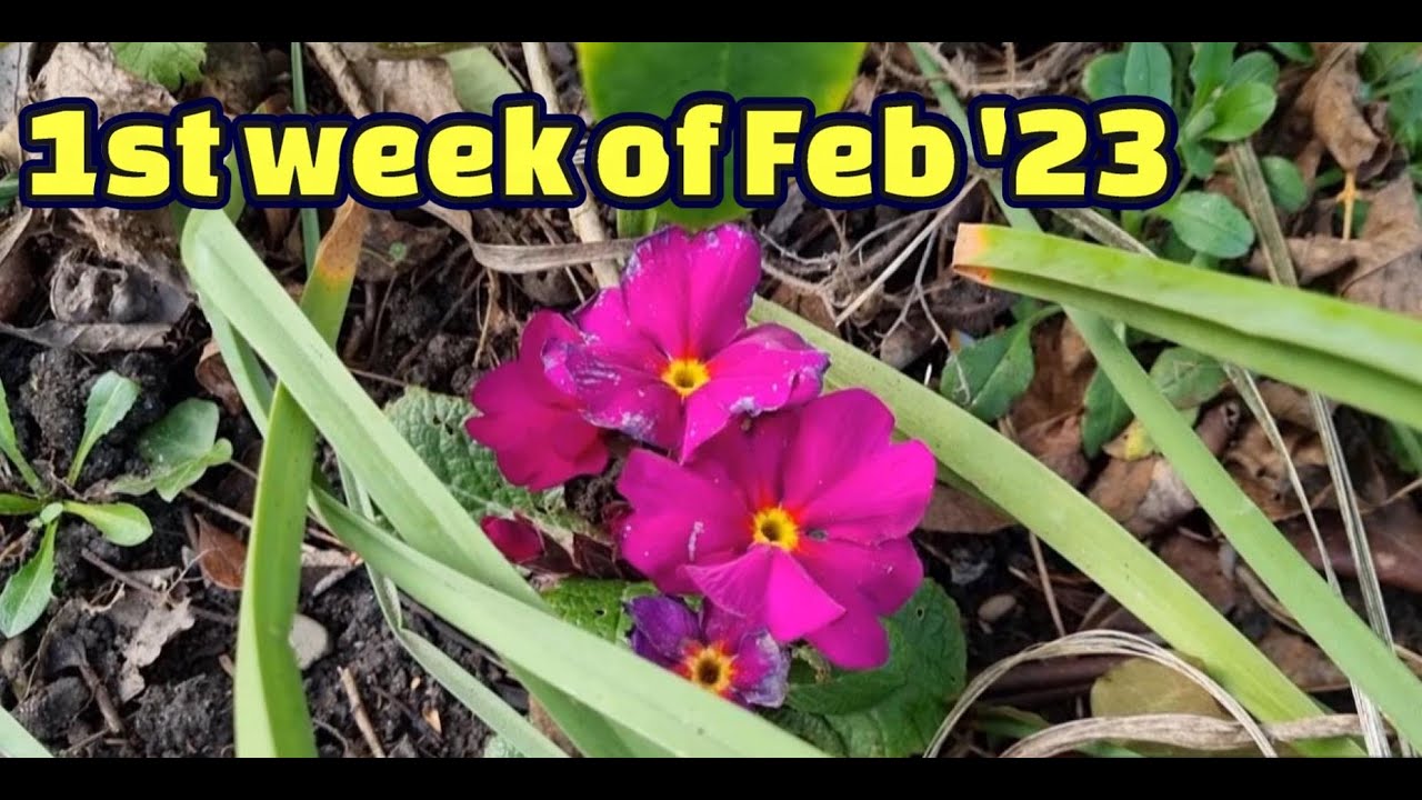 Daffodils & Tulips - 1st week in Feb - YouTube