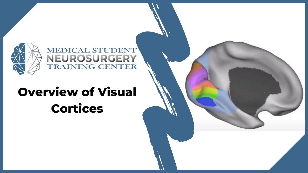 Overview of Visual Cortices - YouTube