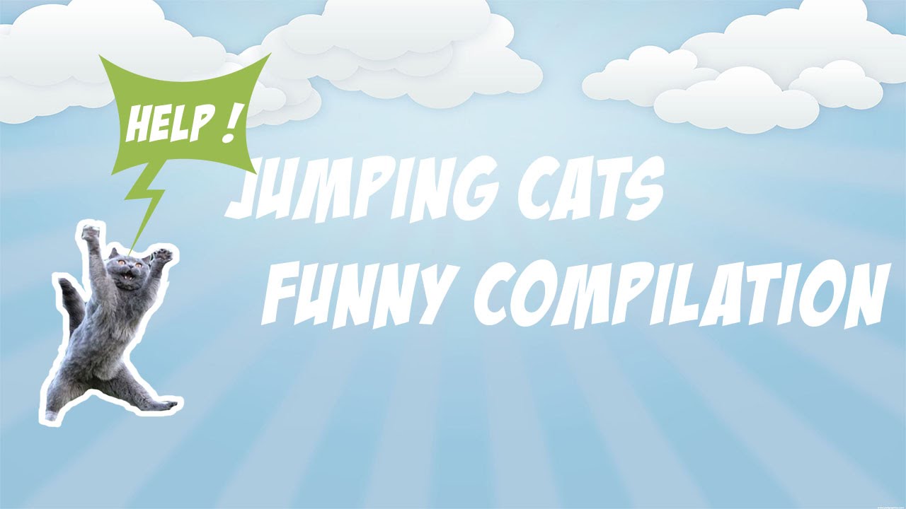 Funny Jumping Cats | Failure And Success Compilation - YouTube