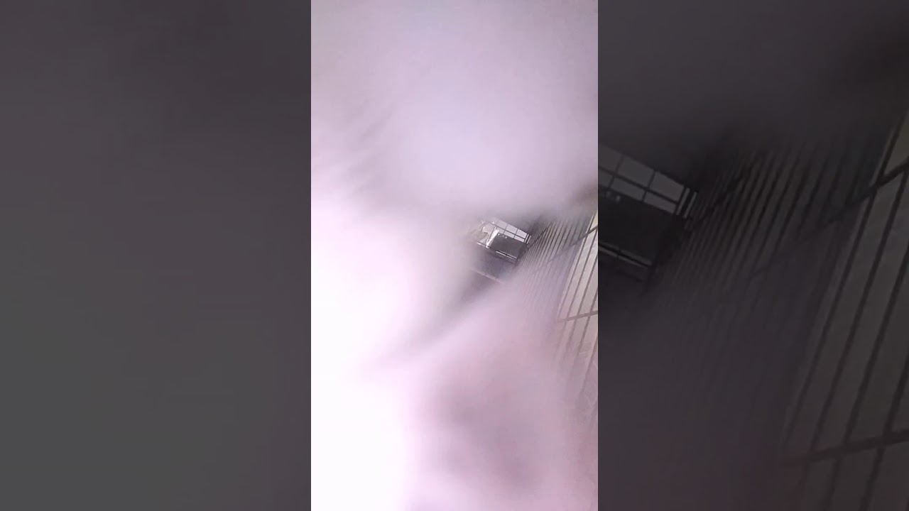 Kitty cam🐺 - YouTube