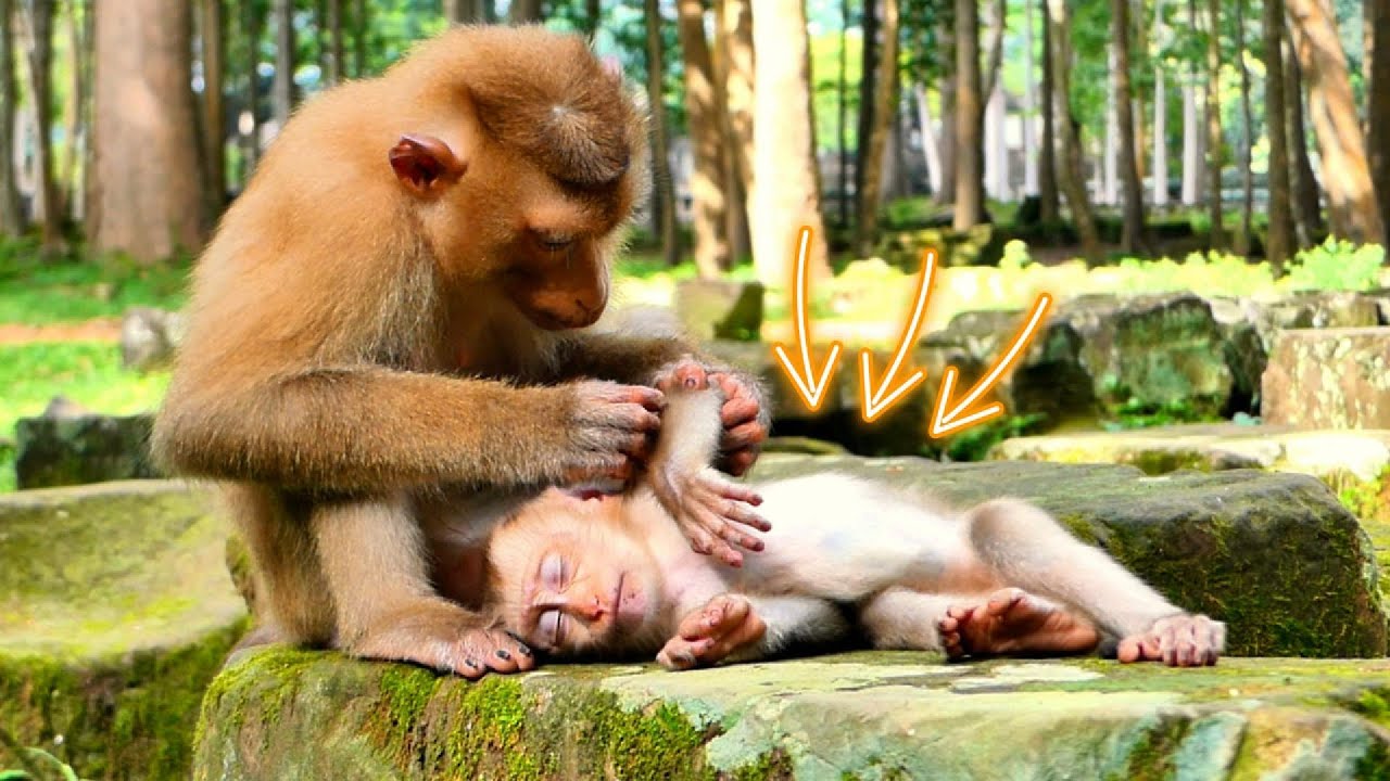 The Heartwarming Bond of Monkey Mothers and Their Babies - YouTube