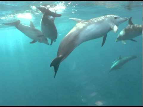 The Dolphin in the Mirror: Wild Bimini dolphins - YouTube