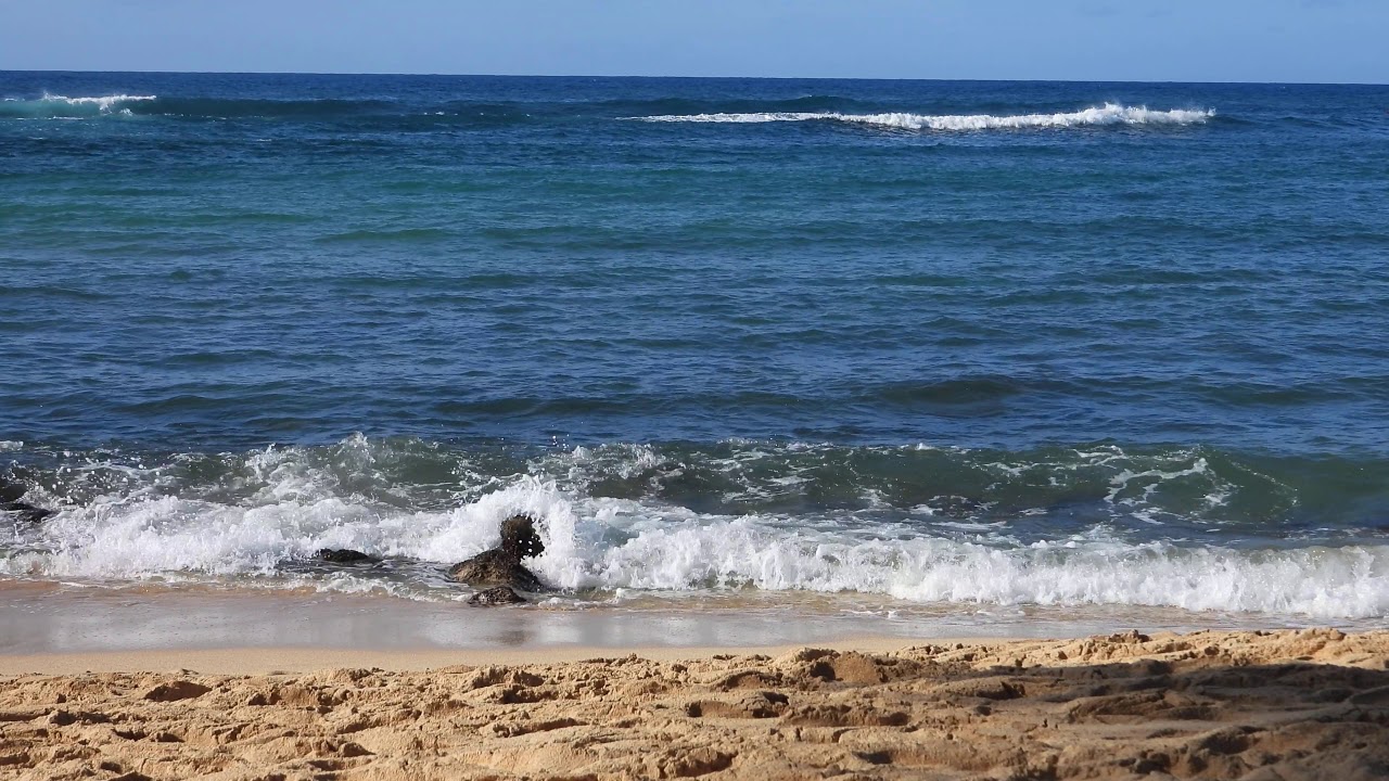 ChickenBeachCrossing - YouTube