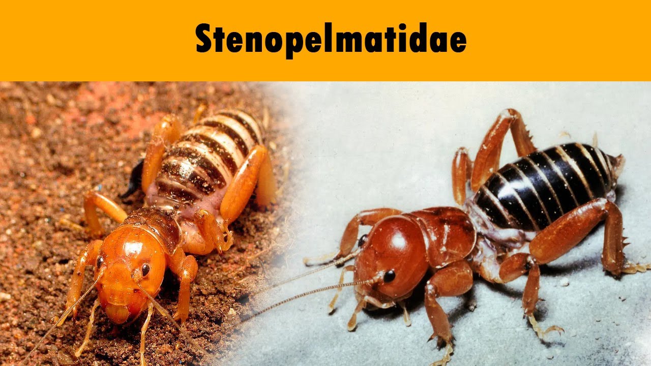Stenopelmatidae