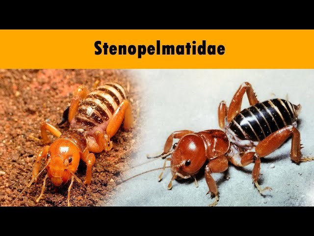 Stenopelmatidae