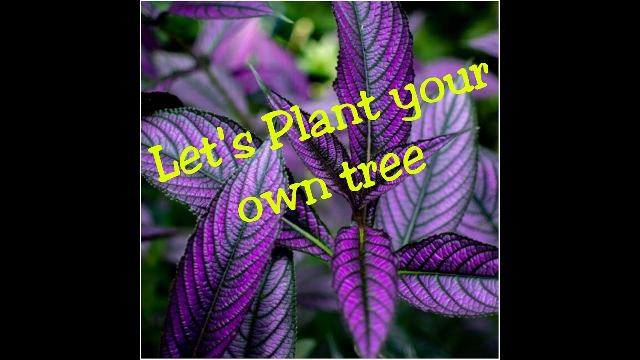 How to plant your own 🌳 tree | Handy Crafts Court - YouTube