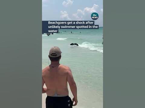 Beachgoers in Florida get a shock #itvnews #news #florida #swimming ...