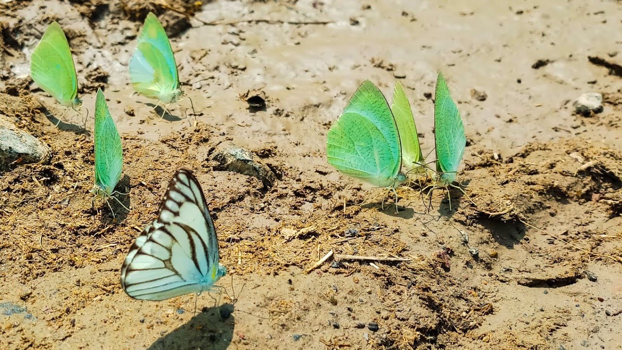 Mud Puddling Butterflies in the forest | Mottled Emigrant | Striped ...