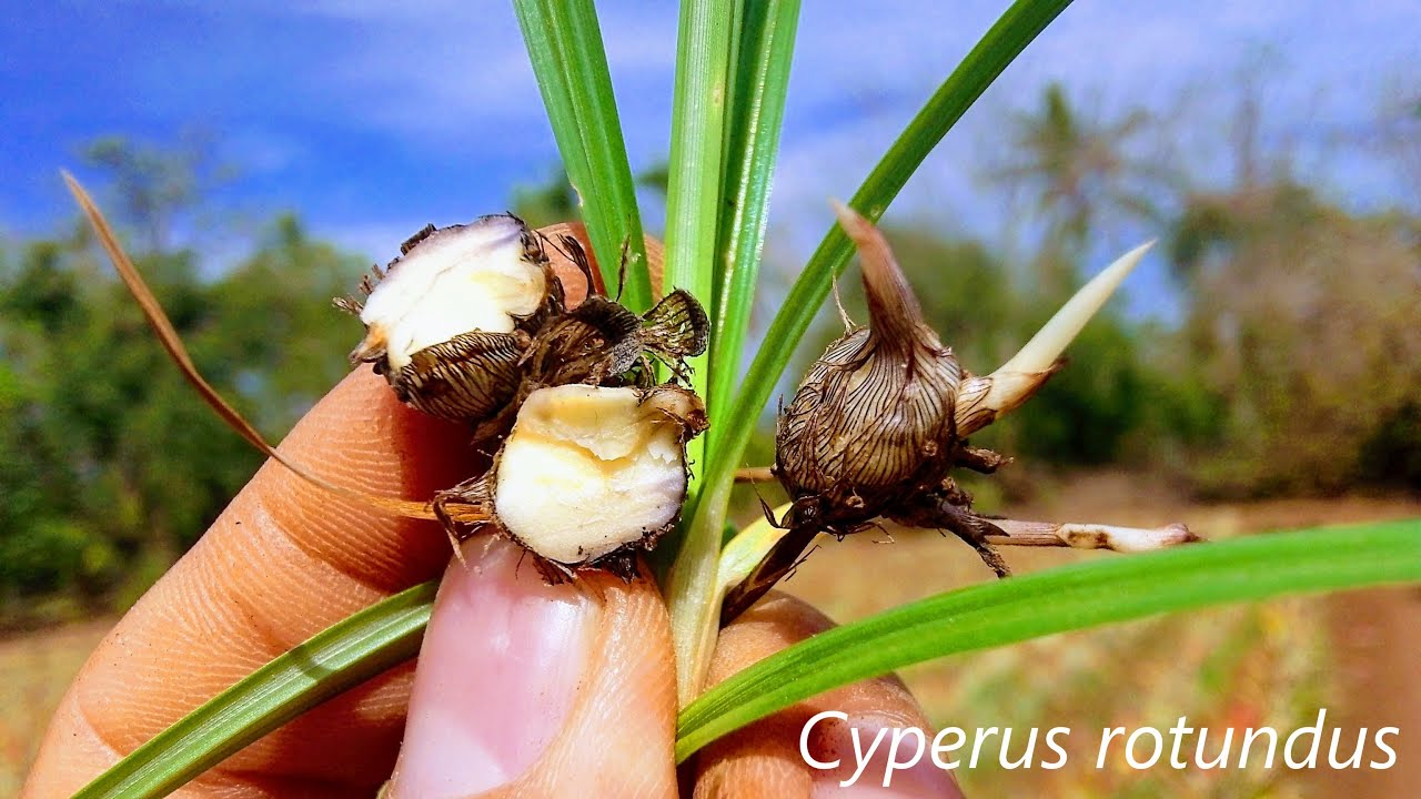 Coquillo, coquito, coyolillo, corocillo, cacomite, juncia, Cyperus ...