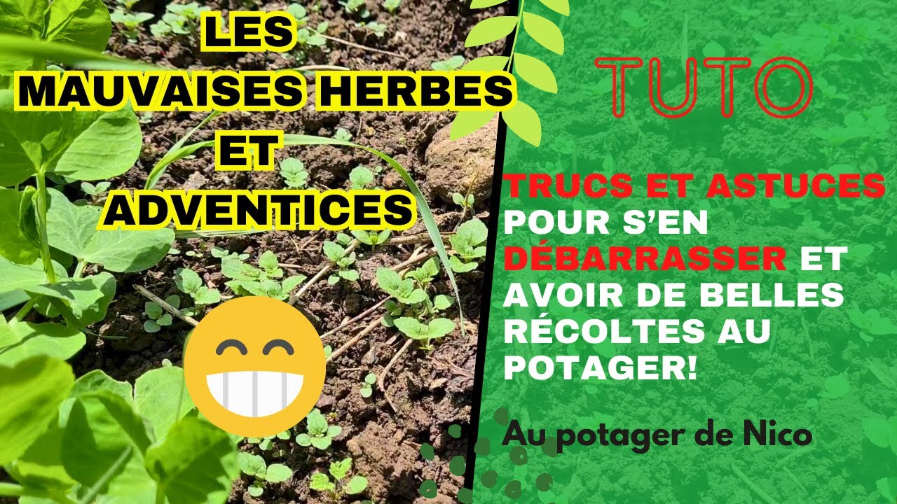Les 😡 mauvaises herbes ou adventices au potager, comment lutter? Trucs ...