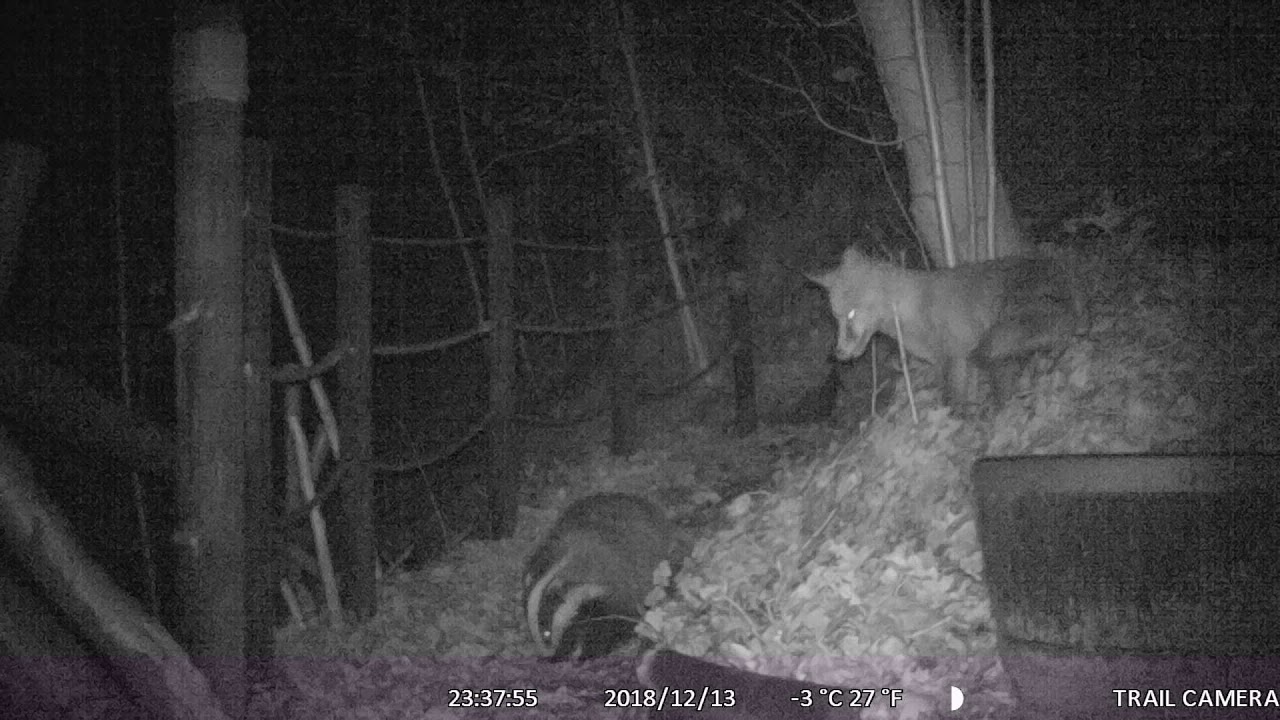fox and badger - YouTube
