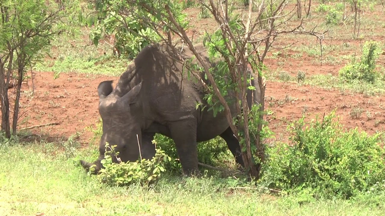 A male White Rhino grazing then spraying urine to mark his territory ...