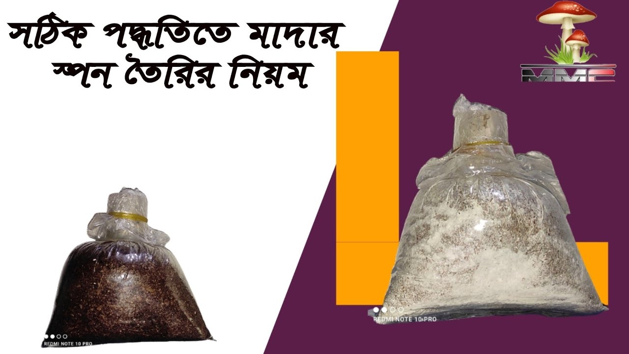 সহজ পদ্ধতিতে মাশরুমের মাদার স্পন তৈরির নিয়ম।Rules for making mushroom ...