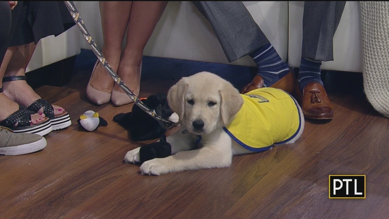 Penguin The Puppy, Canine Companions For Independence - YouTube