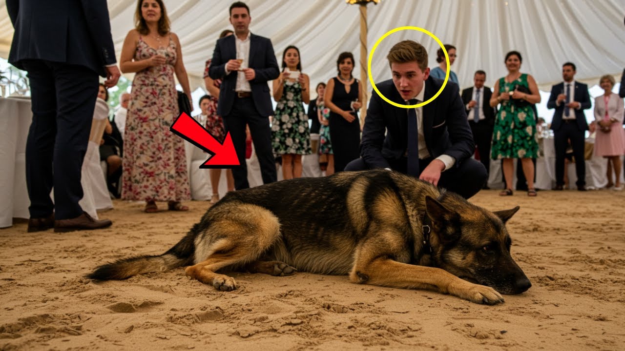 Rejected Dog At Auction Is Bought By A Young Man And What Happens Next ...