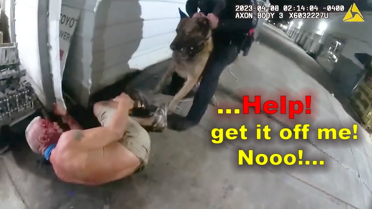 You Won't Believe These EPIC Dog Chases! - YouTube