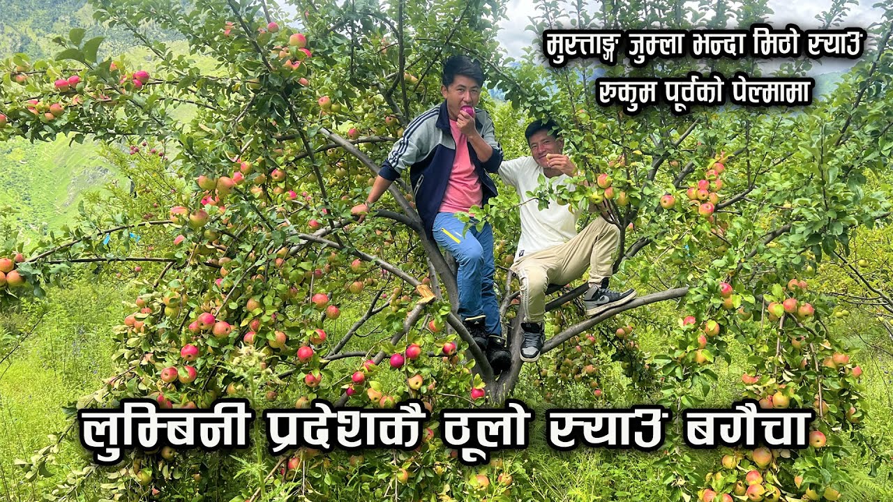 UnExplored Village of Nepal | Largest Apple Farm of Lumbini - YouTube