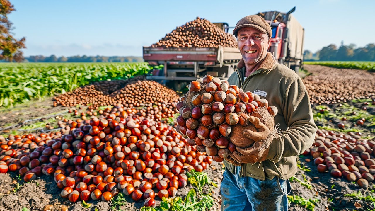 Massive Chestnut Production | Australian Farmer Process Million Tons Of ...