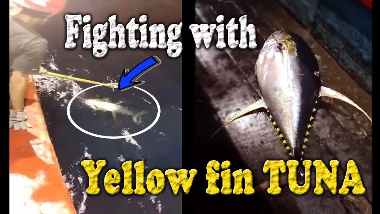 Fighting With Giant Yellow Fin Tuna || Pertarungan dengan Monster TUNA ...
