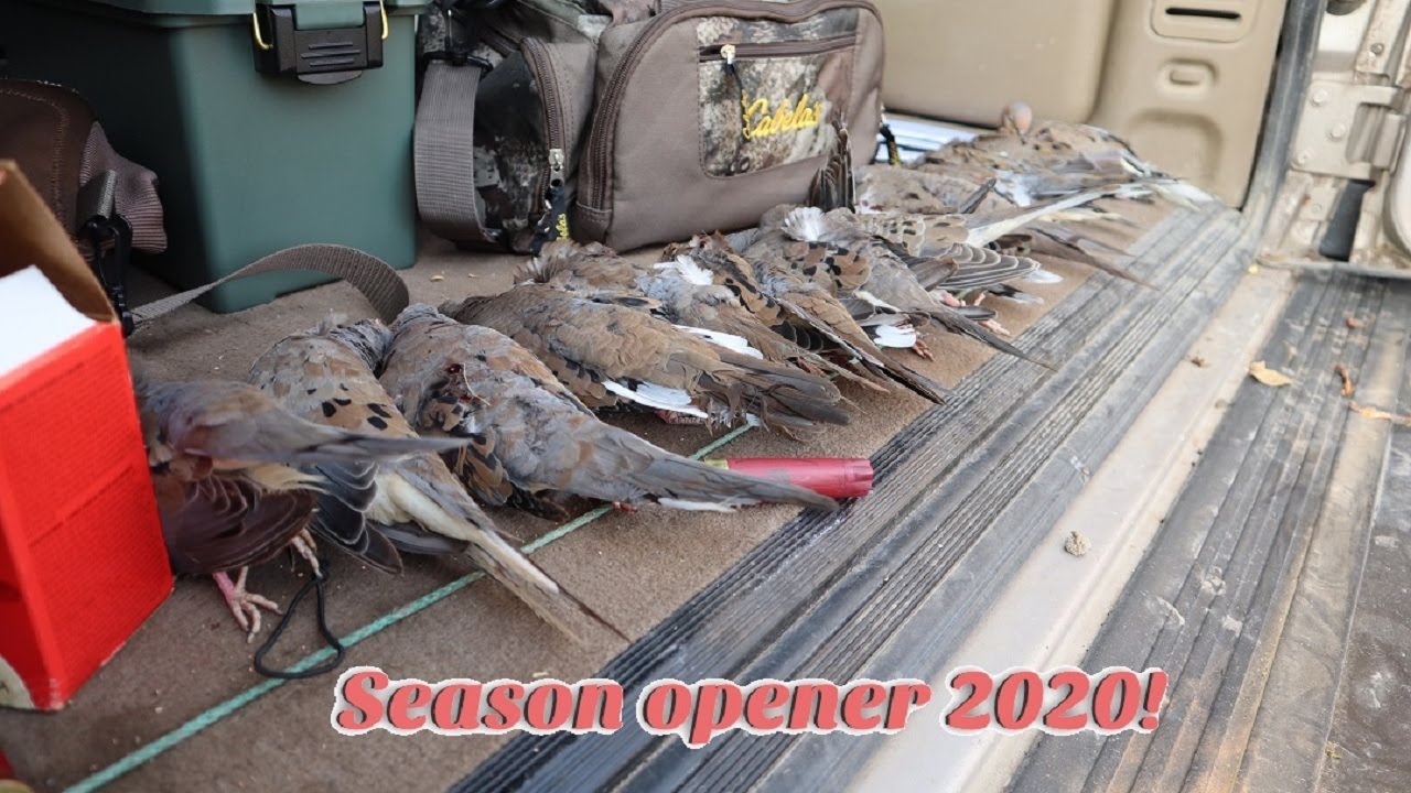 Oklahoma dove season opening day 2020 - YouTube