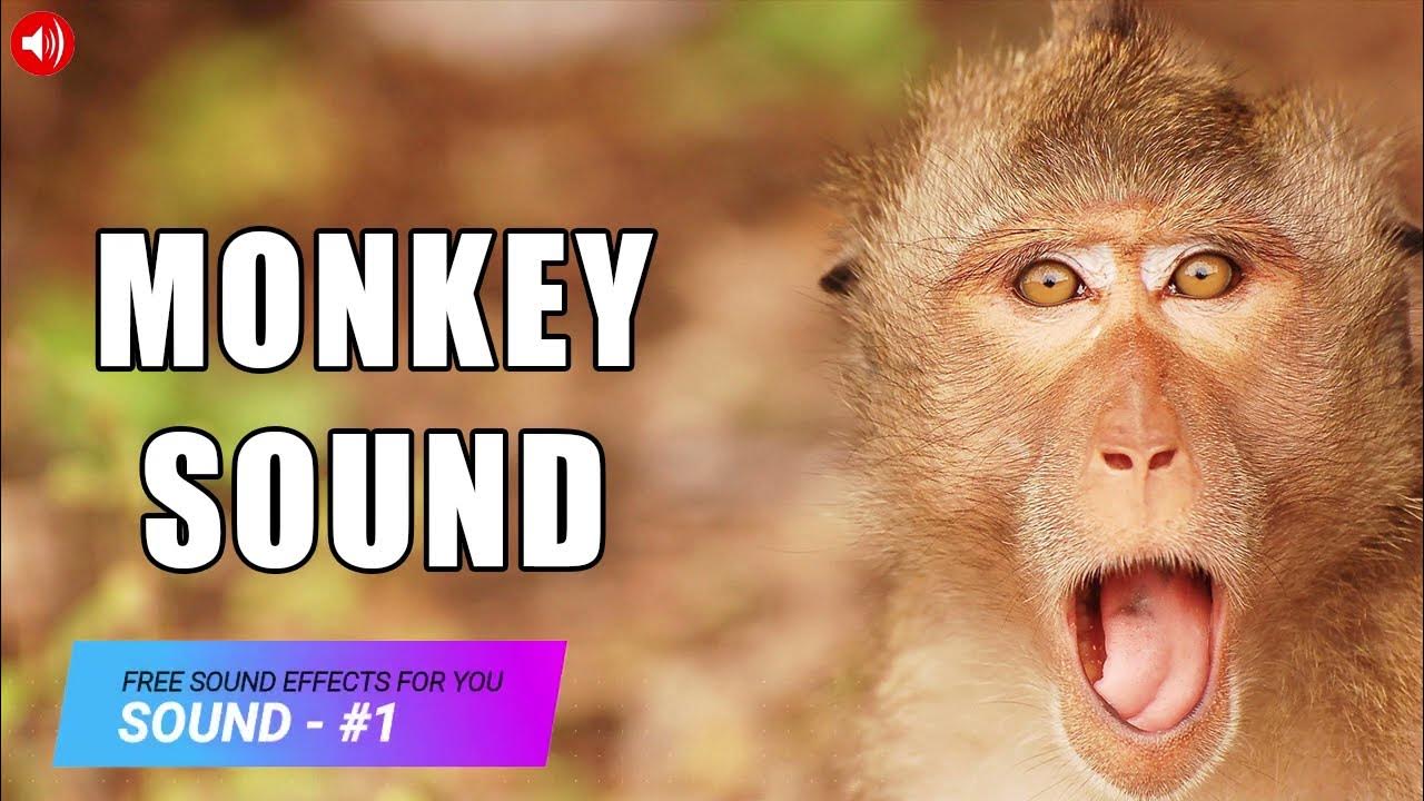 5 "Monkey" Sound Variations in 25 Seconds | Free sound effects for you ...