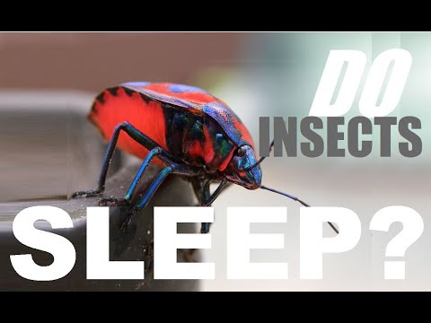 Do Fish And Insects Close Their Eyes When They Sleep