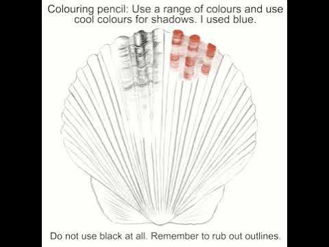 Year 7 Shell: Colouring pencil - YouTube