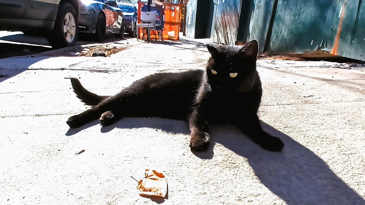 Black Bodega Cat in the Bronx. - YouTube