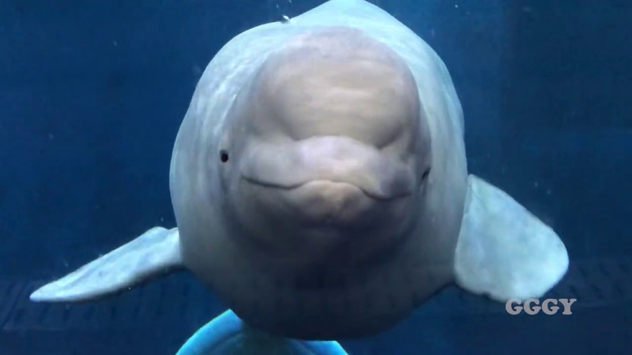 벨루가( Beluga) - YouTube