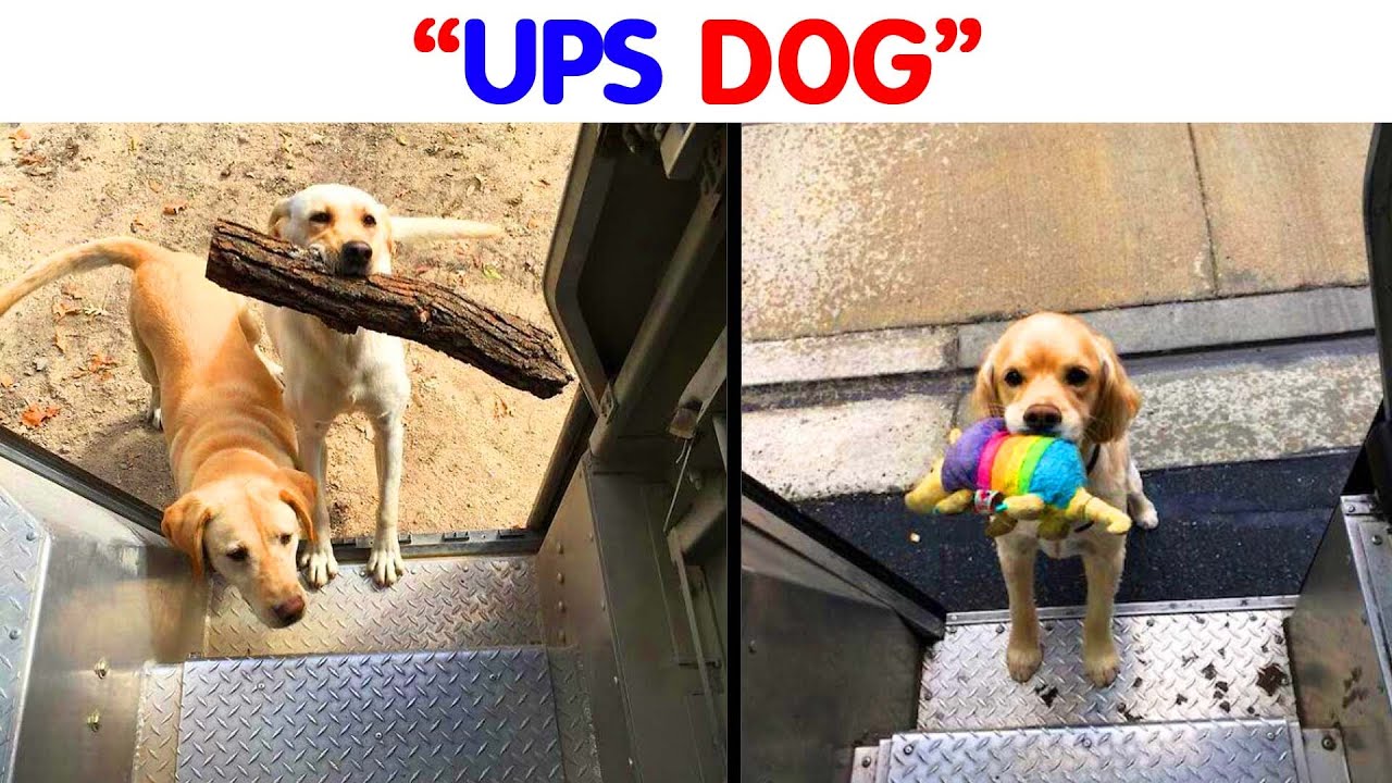 Times UPS Drivers Captured The Cutest Dogs They Met On The Job - cute ...
