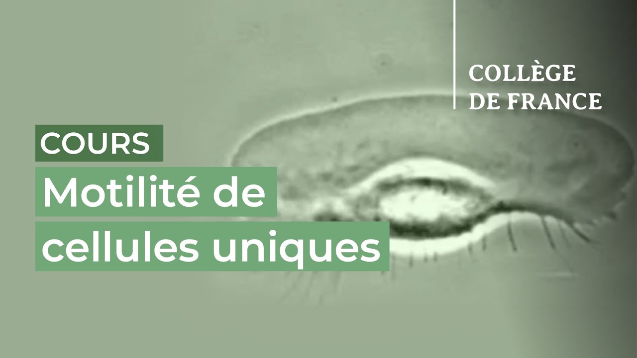 Motilité de cellules uniques (2) - Thomas Lecuit (2021-2022) - YouTube