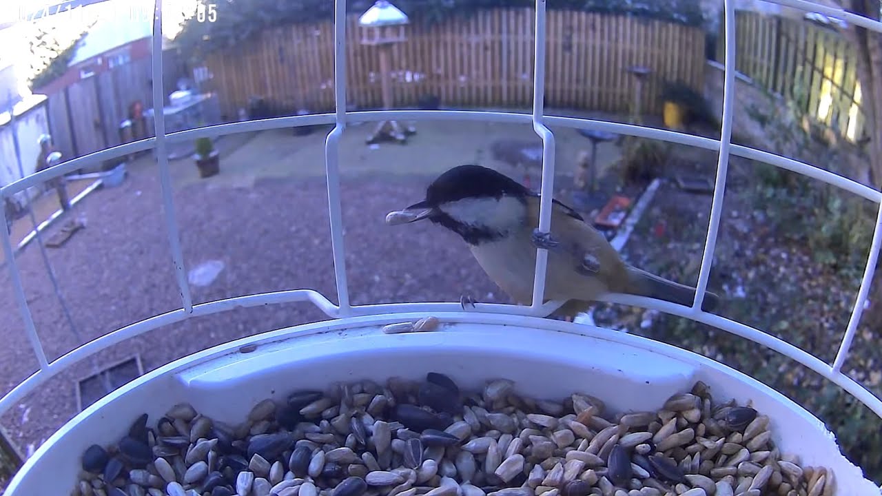 A plus to having a shield on your birdfy is that it allows the little ...