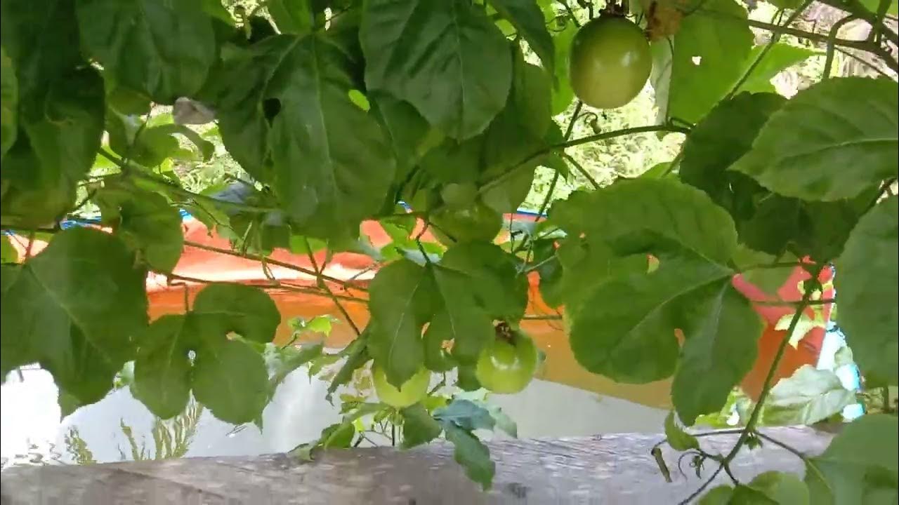 Pondok Markisa di Kebun Palimbunga - YouTube