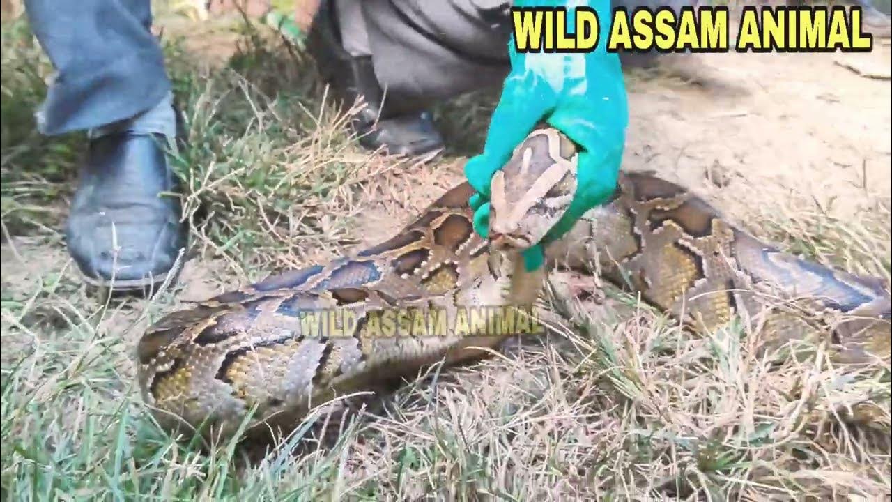 Rescue of Big pythons - YouTube