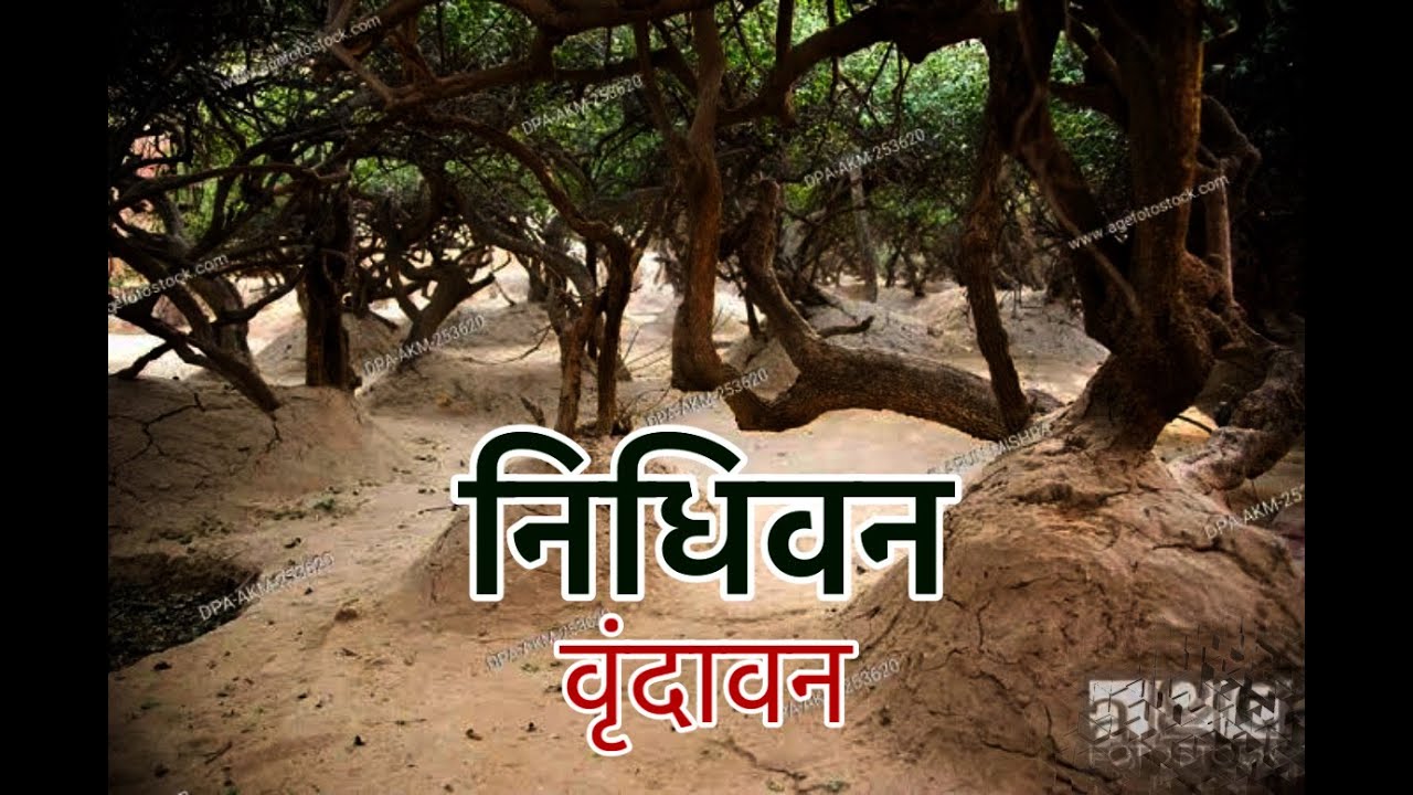 NIDHIVAN || VRINDAVAN || MATHURA - YouTube