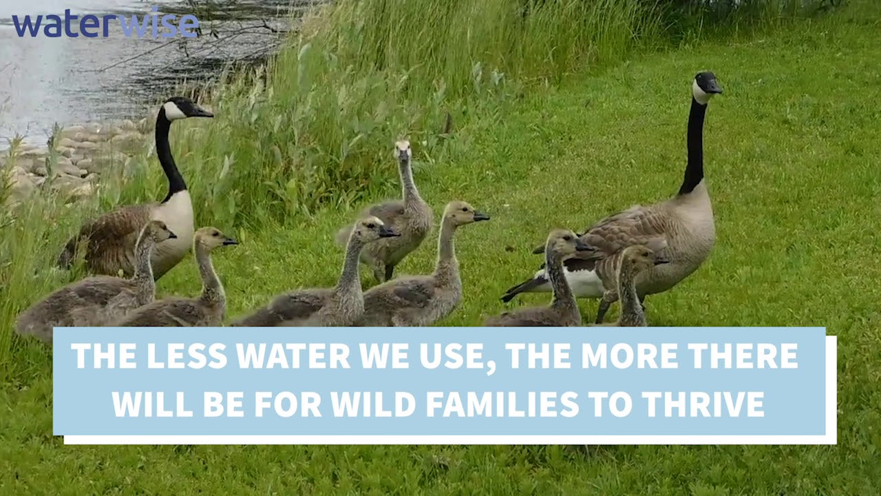 Wednesday - Save water to save wildlife | Water Saving Week 2020 - YouTube