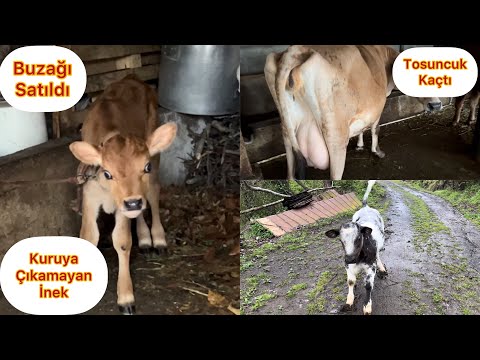 TOSUNPAŞA KAÇTI / SÜT GENİ BÖYLE BİR ŞEY / BUZAĞI SATILDI