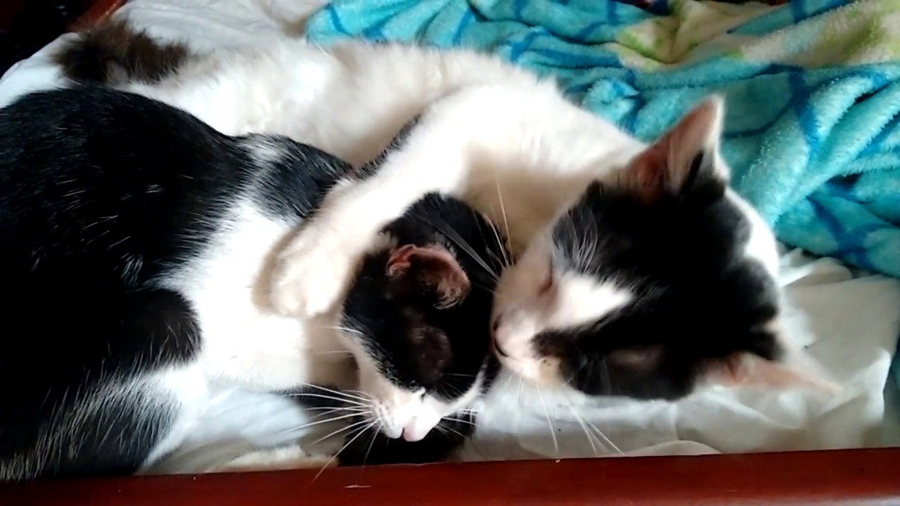 gatos teniendo apareandose - tiernos. - YouTube