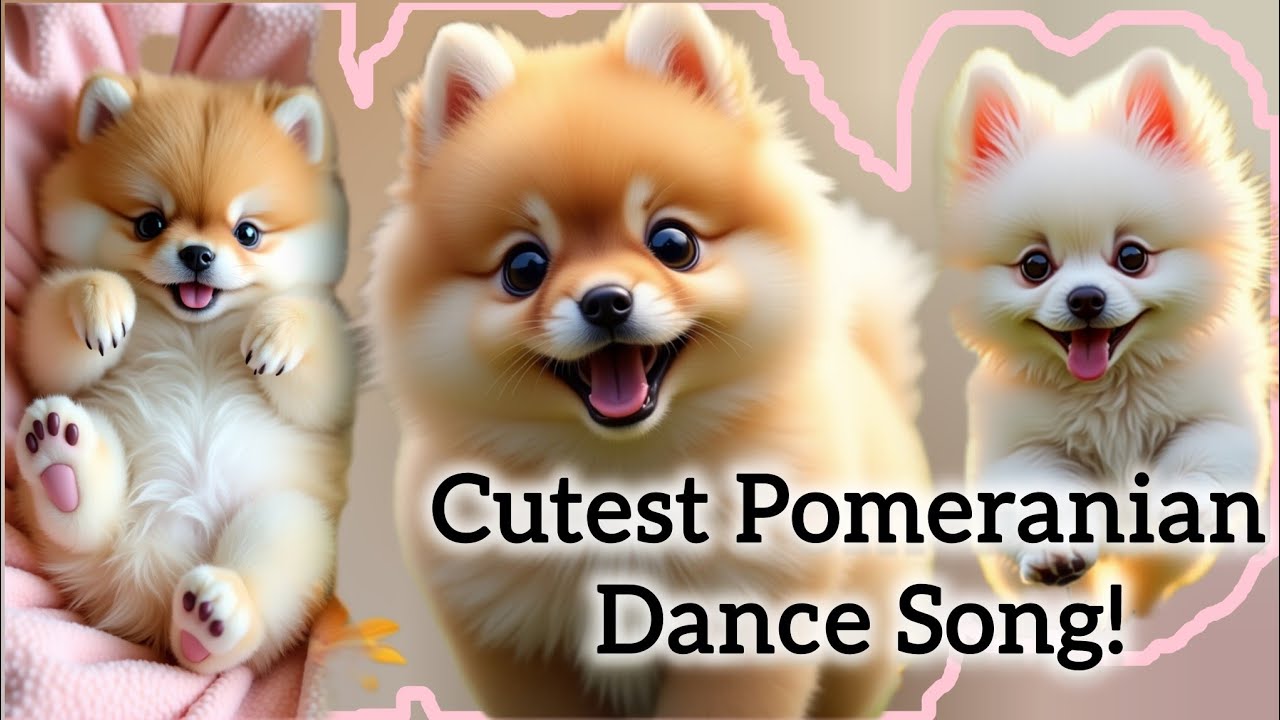 Cutest Pomeranian Dance Song! 🐾 Tiny Paws, Big Moves! 💃🐕 - YouTube