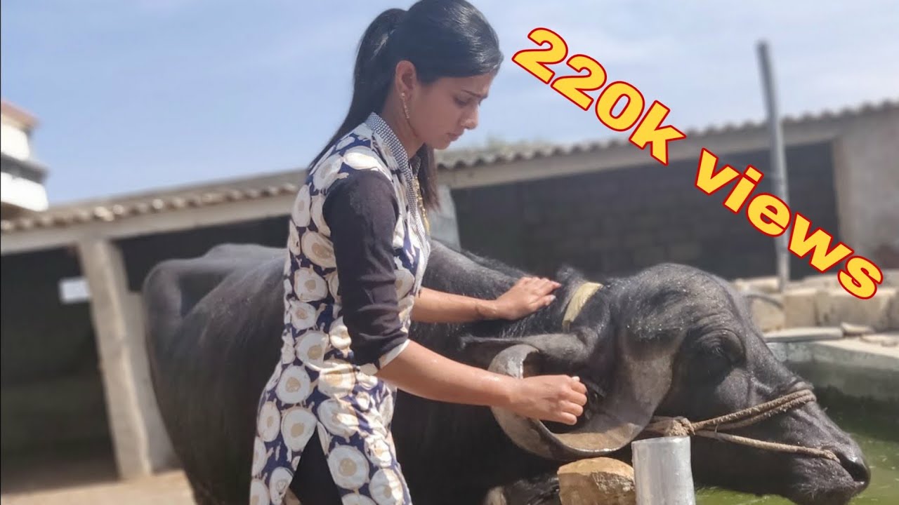 Jaffarabafi breeds buffallo gujarat and Desi gir buffallo information ...