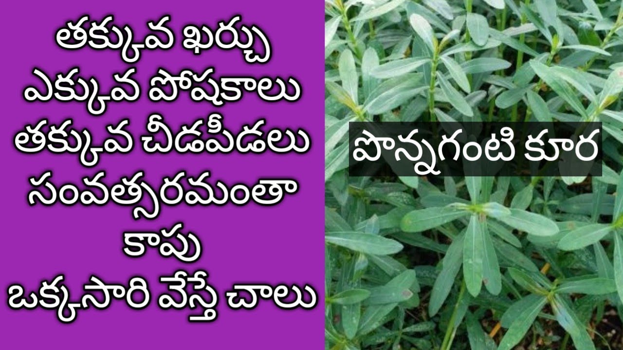 75.Grow ponnaganti kura at home - health benefits. - YouTube