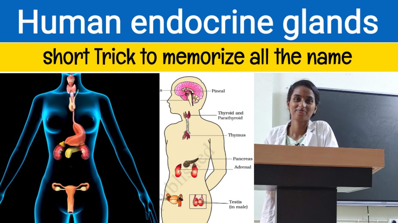 Human endocrine glands || human physiology || NCERT short notes and ...