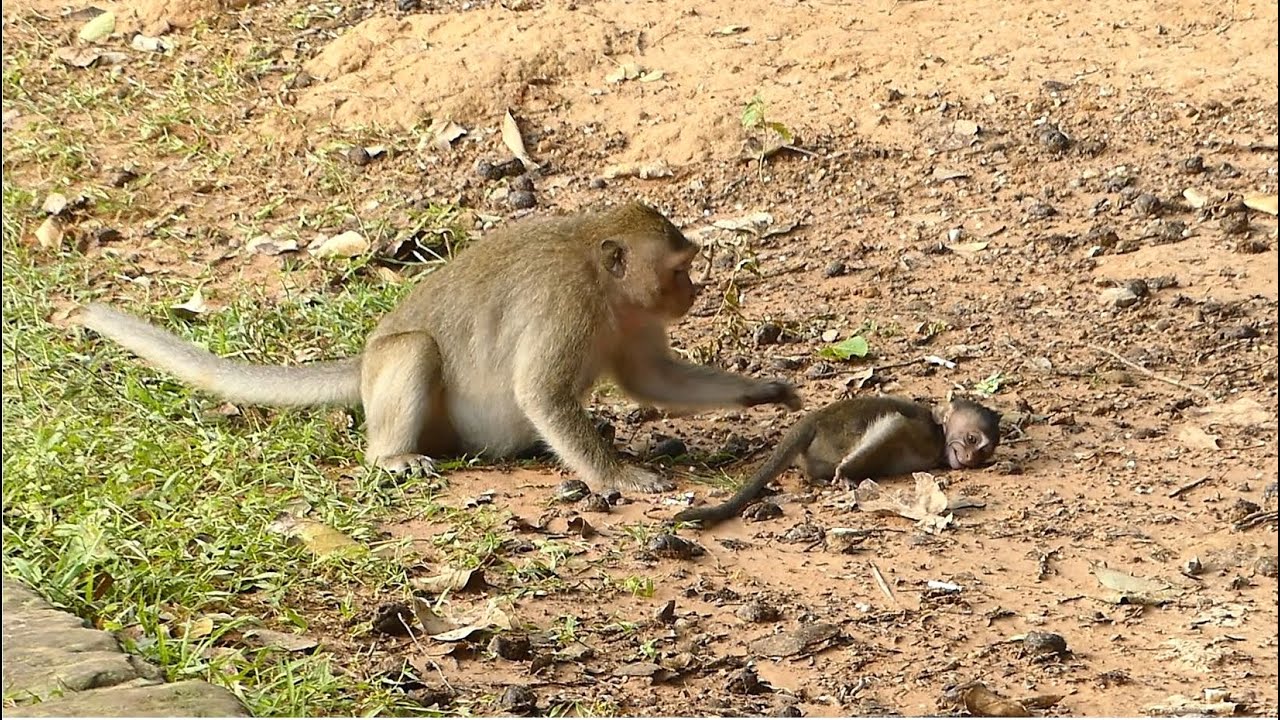 No Reason Why Patty Beating Baby Monkey Patricia Cry Extreme Seizure ...