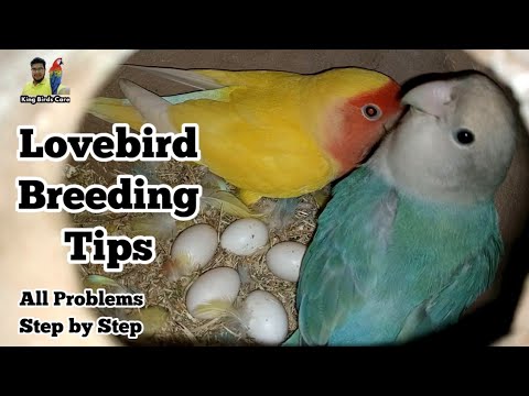 Love birds breeding tips | Lovebirds full information | Love birds ...