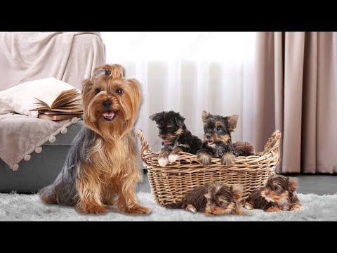Sweet Mom Yorkie Terrier Dog Giving Birth To 10 Cute Puppies