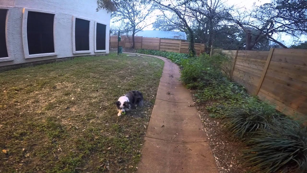 Adorable Australian Shepherd playing fetch - YouTube