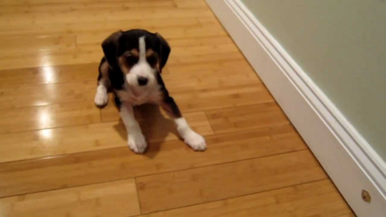Cerise Sit Verbal 04 01 MOV YouTube cerise-sit-verbal-04-01-mov-youtube