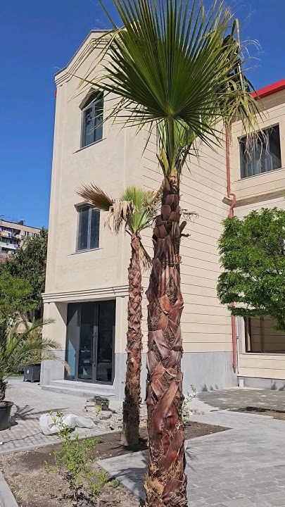 Климат меняется, в Армении растут пальмы - YouTube