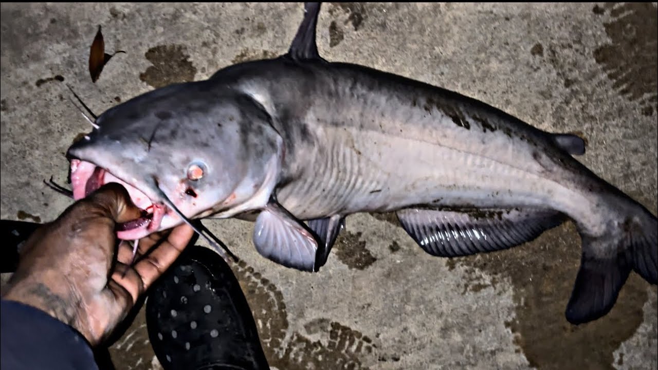 FISHING FOR BLUE CATFISH IN BRAYS AND BUFFALO BAYOU! - YouTube