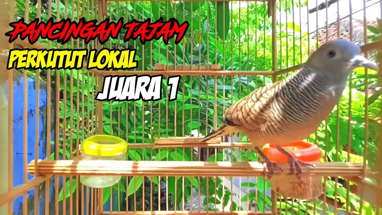 Perkutut LOKAL GACOR suara Menantang LAWAN - pancingan perkutut Lokal ...